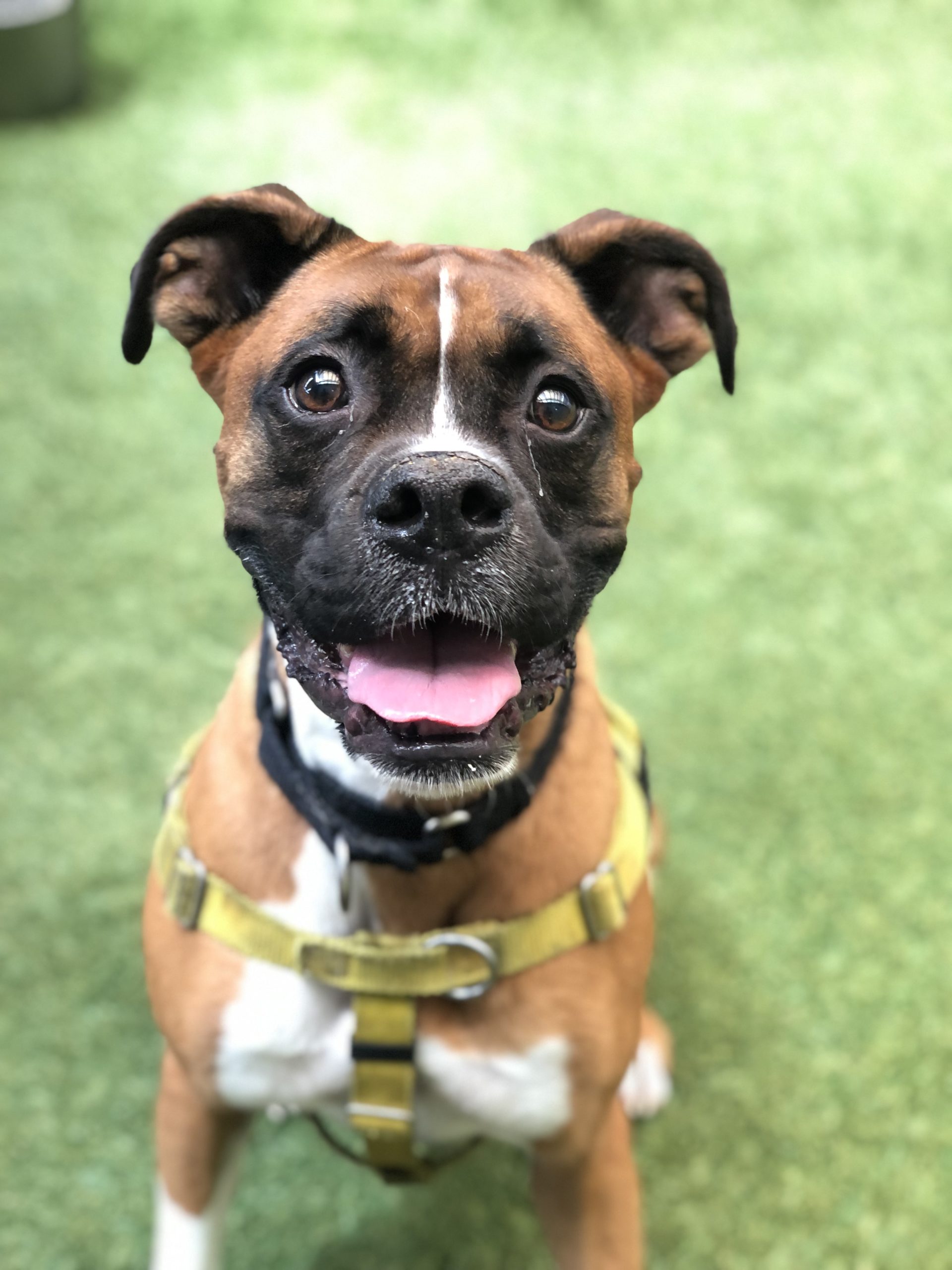 Junior Boxer Rescue LA