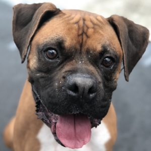 Available Dogs – Boxer Rescue LA