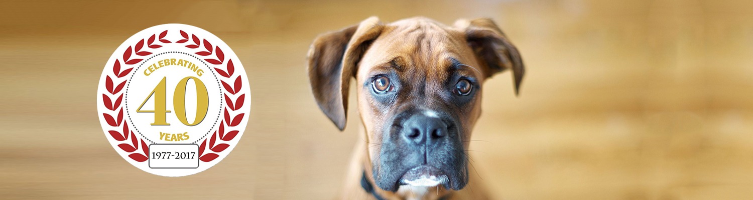 Boxer Rescue LA – Spirits That Soar. Hearts That Adore.