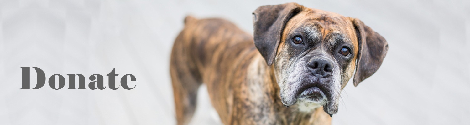 Boxer Rescue LA – Spirits That Soar. Hearts That Adore.
