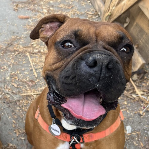 Happy Tails Dogs – Boxer Rescue LA