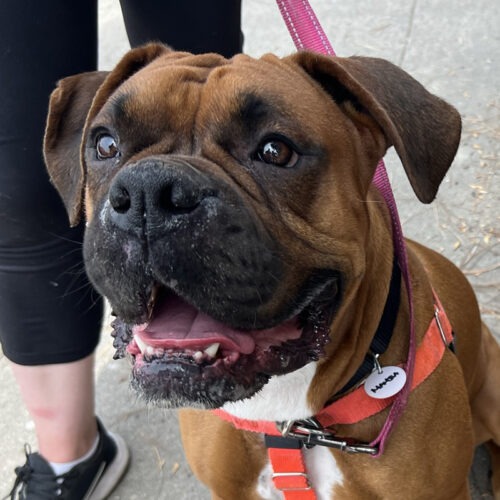 Happy Tails Dogs – Boxer Rescue LA