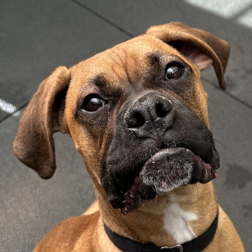 Happy Tails Dogs – Boxer Rescue LA