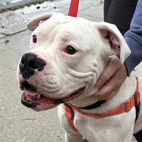 Happy Tails Dogs – Boxer Rescue LA