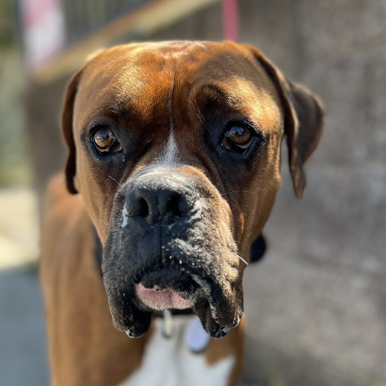 Available Dogs – Boxer Rescue LA