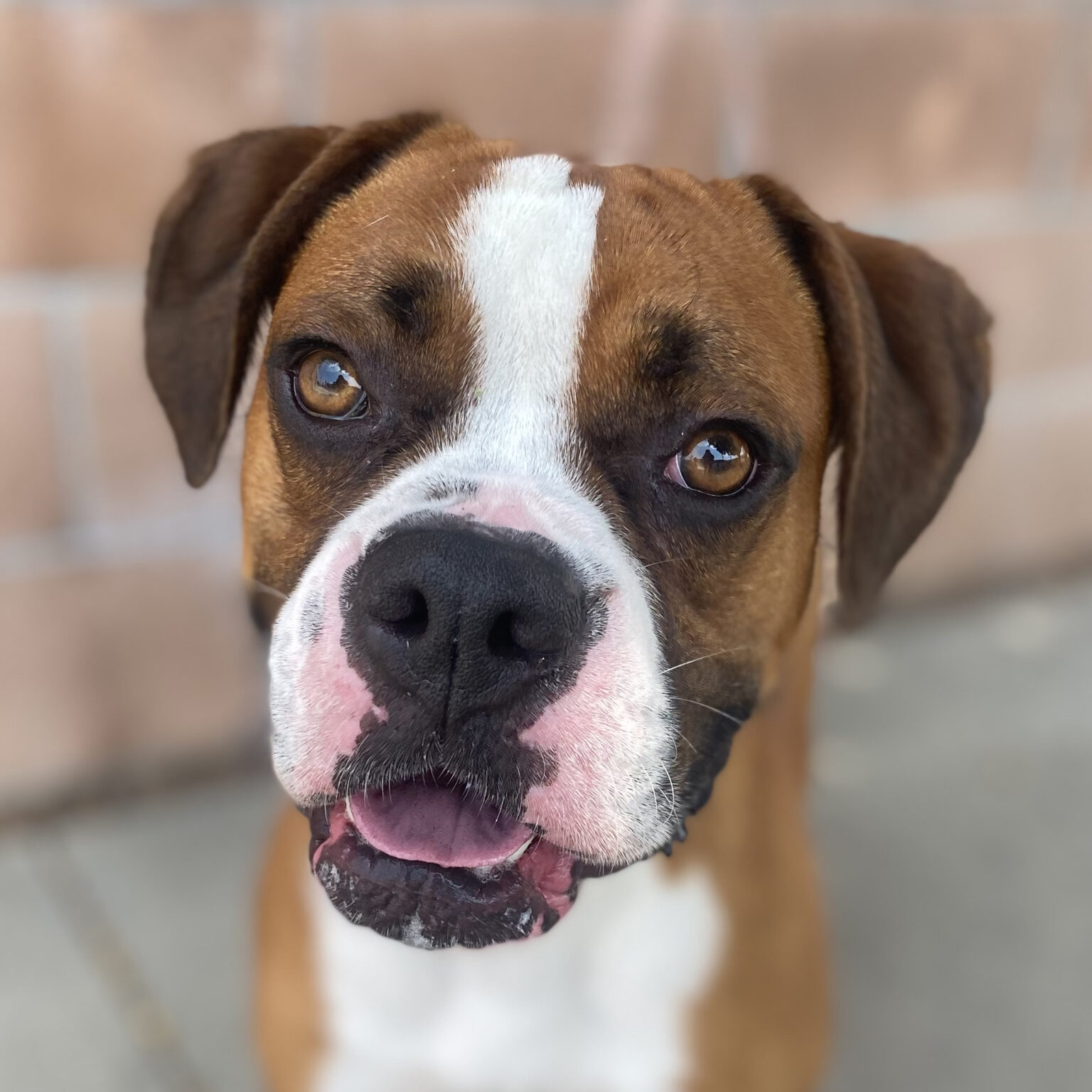 Available Dogs – Boxer Rescue LA