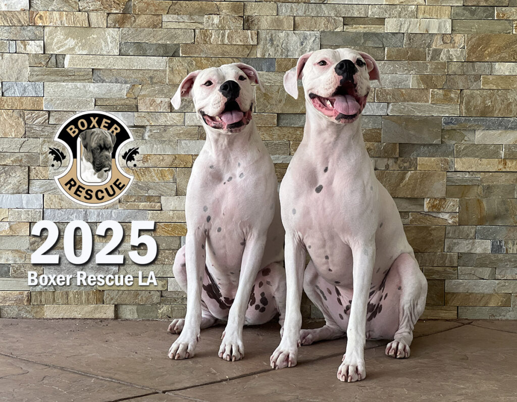 2026 Calendar Orders – Boxer Rescue LA