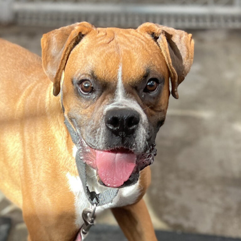 Available Dogs – Boxer Rescue LA