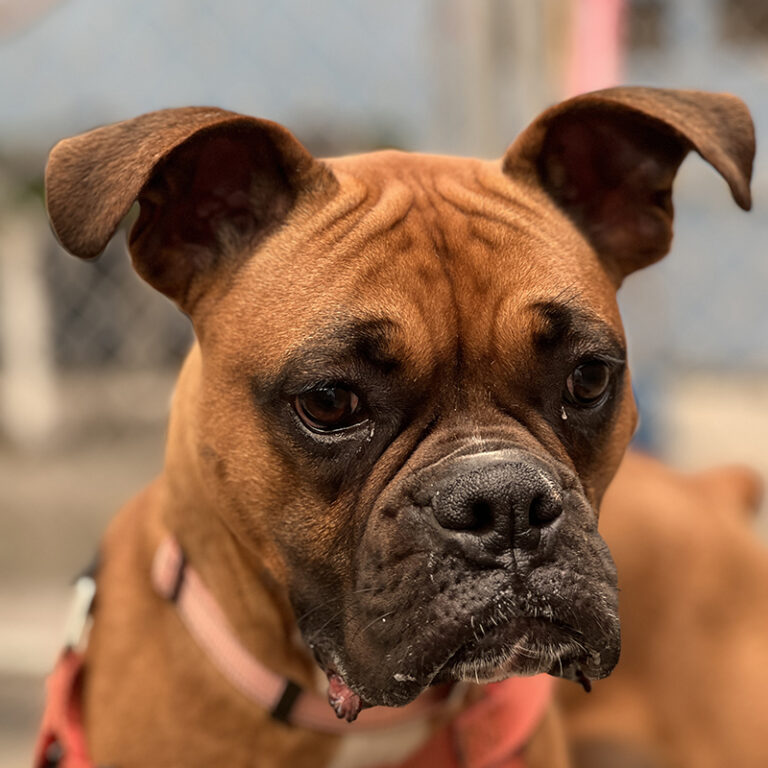 Available Dogs – Boxer Rescue LA