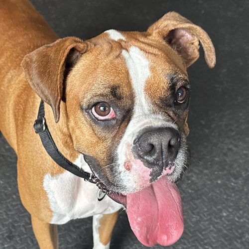 Happy Tails Dogs – Boxer Rescue LA